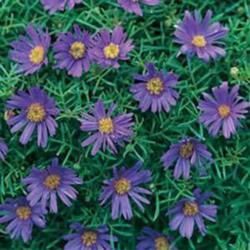 Swan River Daisy (Brachyscome iberidifolia 'Blue Splendor') - Garden.org