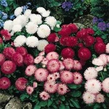 English Daisy (Bellis perennis 'Super Enorma Mix') - Garden.org
