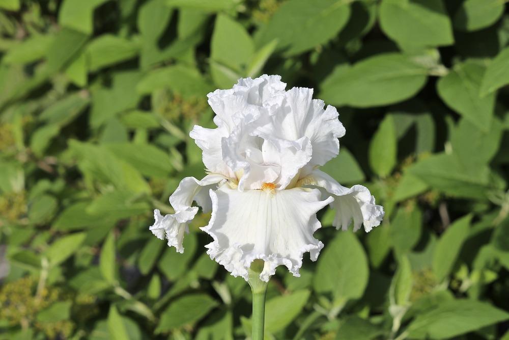 Photo of the bloom of Tall Bearded Iris (Iris 'Catch a Star') posted by ...