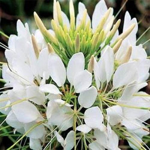 Spider Flower (Tarenaya houtteana 'White Queen') - Garden.org