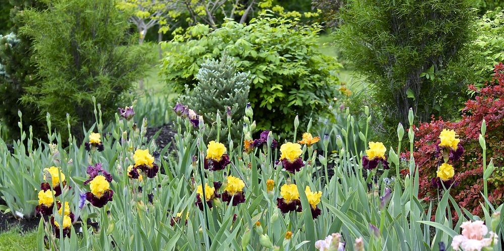 Photo of the entire plant of Tall Bearded Iris (Iris 'Pirate Ahoy ...