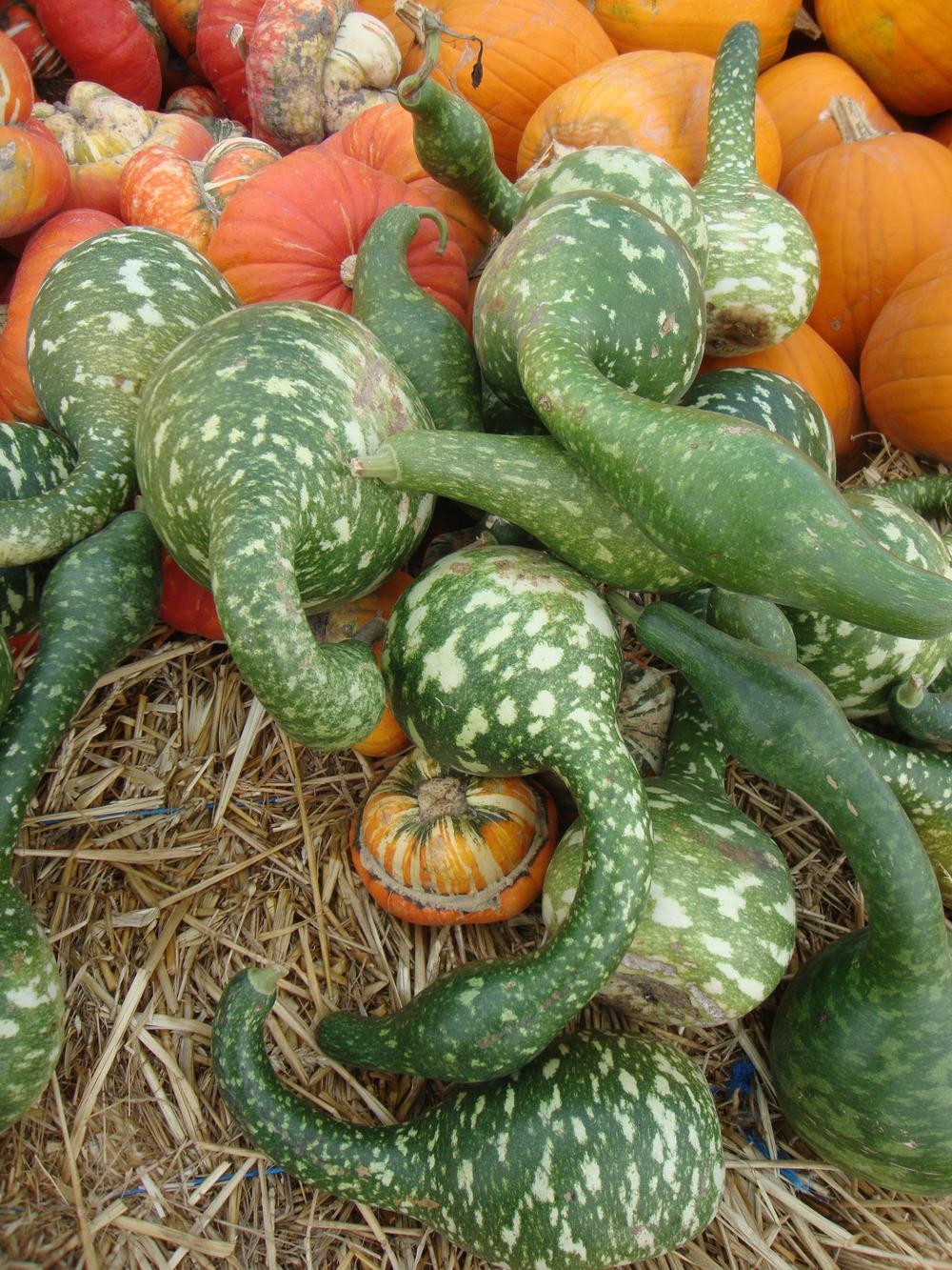 Hard-shelled Gourd (Lagenaria siceraria 'Speckled Swan') - Garden.org