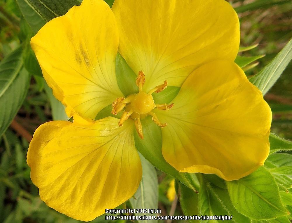 Peruvian Water Primrose (Ludwigia peruviana) - Garden.org