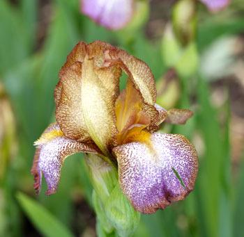 Photo of the bloom of Miniature Tall Bearded Iris (Iris 'Merit') posted ...