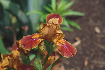 Miniature Tall Bearded Iris (Iris 'Fiesta Flirt') in the Irises ...