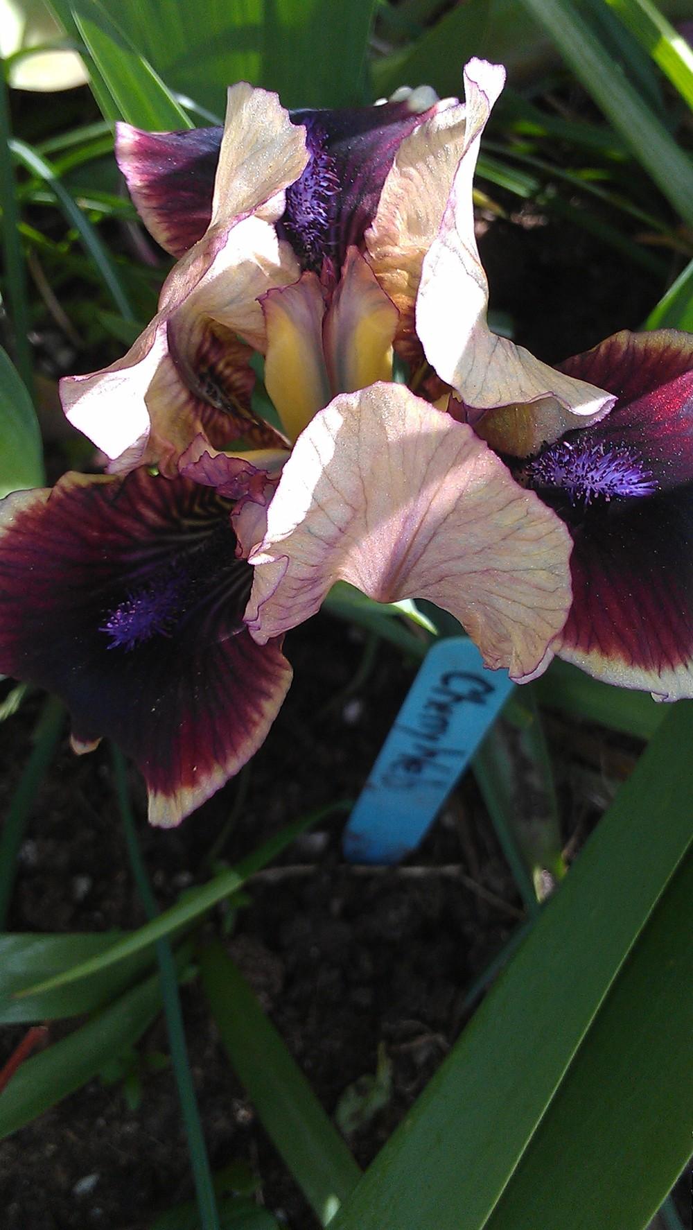 Standard Dwarf Bearded Iris (Iris 'Cherry Web') in the Irises Database - Garden.org