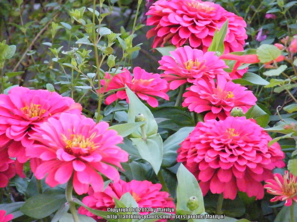 Zinnia (Zinnia elegans 'Magellan Coral') - Garden.org