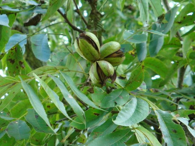 Pecans: Plant Care and Collection of Varieties - Garden.org