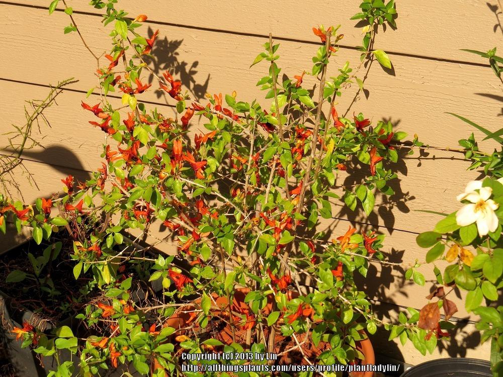 Photo of the entire plant of Hummingbird Plant (Ruttya fruticosa ...