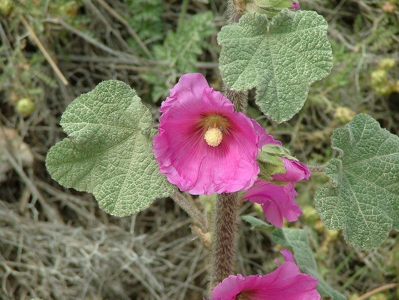 Bristly Hollyhock (Alcea setosa) - Garden.org