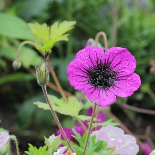 Geranium 'Sandrine' in the Geraniums Database - Garden.org