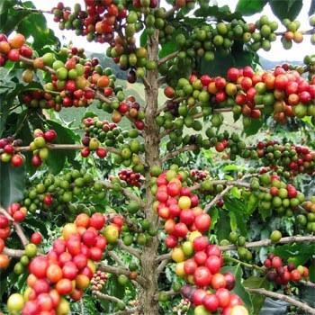 Dwarf Coffee Plant (Coffea arabica 'Nana') - Garden.org