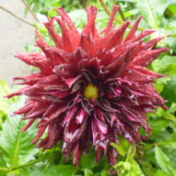 Dahlia 'Kenora Macop-B' in the Dahlias Database - Garden.org