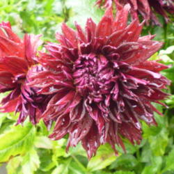 Dahlia 'Kenora Macop-B' in the Dahlias Database - Garden.org