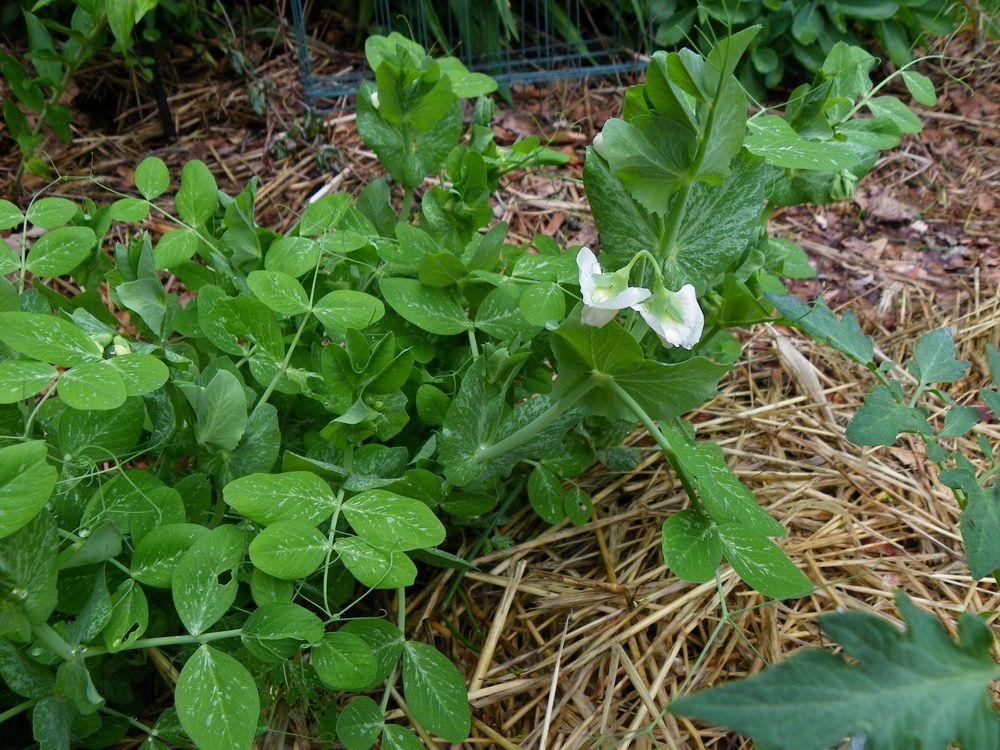 Snow Pea (Lathyrus oleraceus 'Norli') - Garden.org