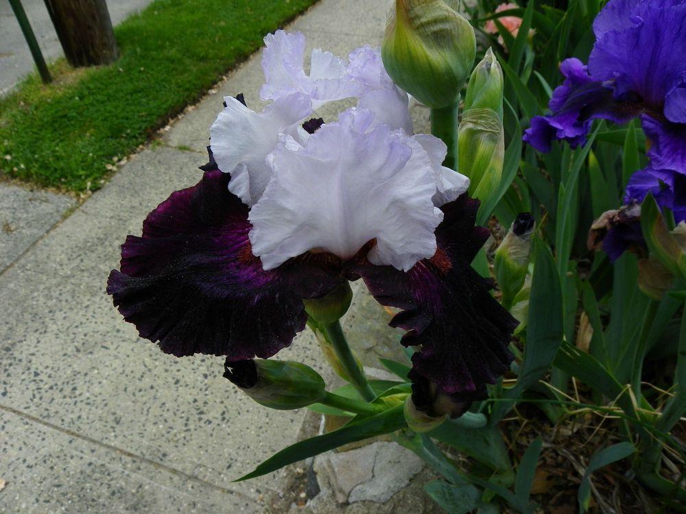 Photo of the bloom of Tall Bearded Iris (Iris 'Starring') posted by ...