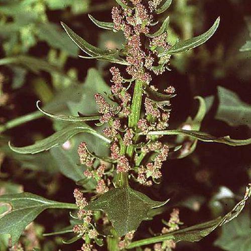 Red Goosefoot (Oxybasis rubra) - Garden.org