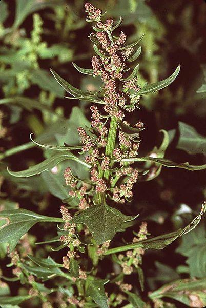 Red Goosefoot (Oxybasis rubra) - Garden.org