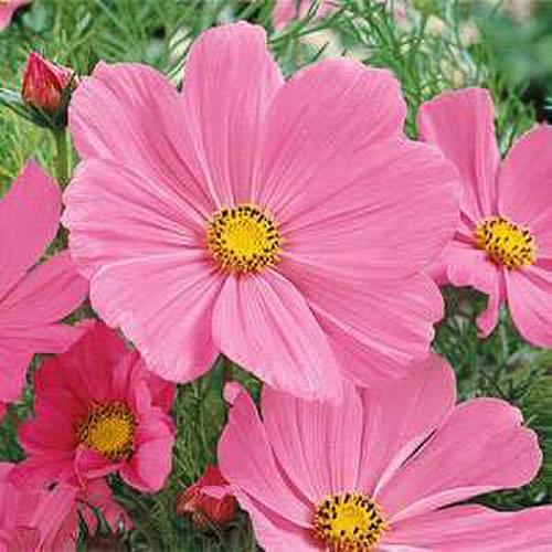 Cosmos (Cosmos bipinnatus Sensation Pinkie) in the Cosmos Database ...