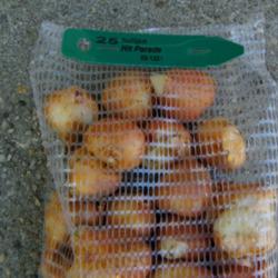 Tulip (Tulipa 'Hit Parade') in the Tulips Database - Garden.org