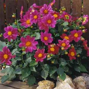 Dahlia (Dahlia pinnata 'Mignon Red') in the Dahlias Database - Garden.org