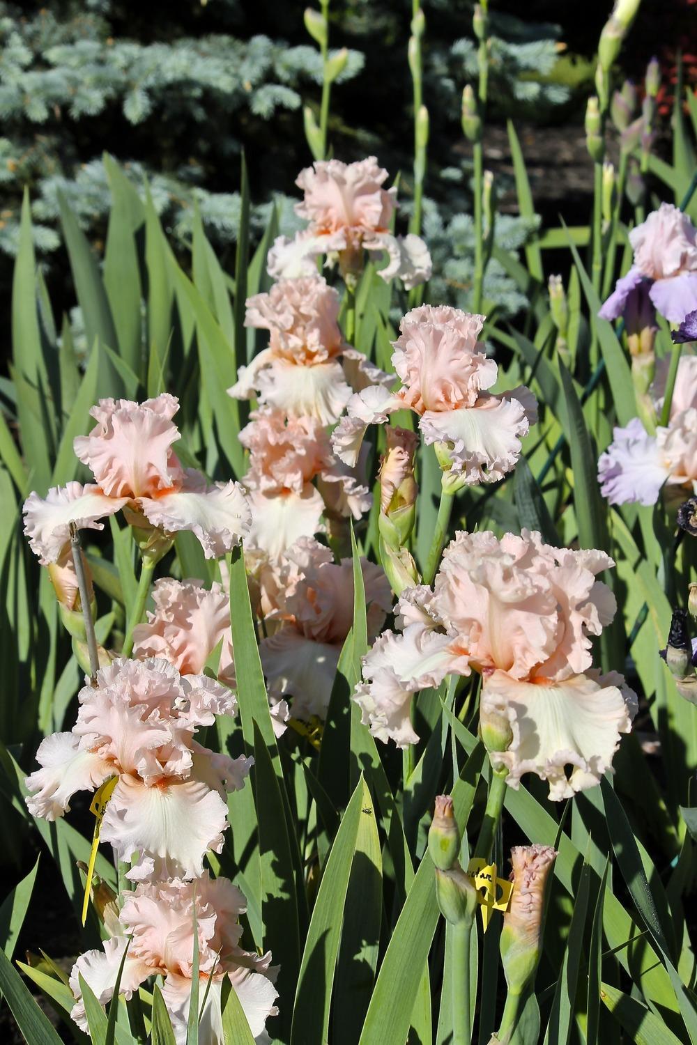 Photo of the entire plant of Tall Bearded Iris (Iris 'Picture Book ...