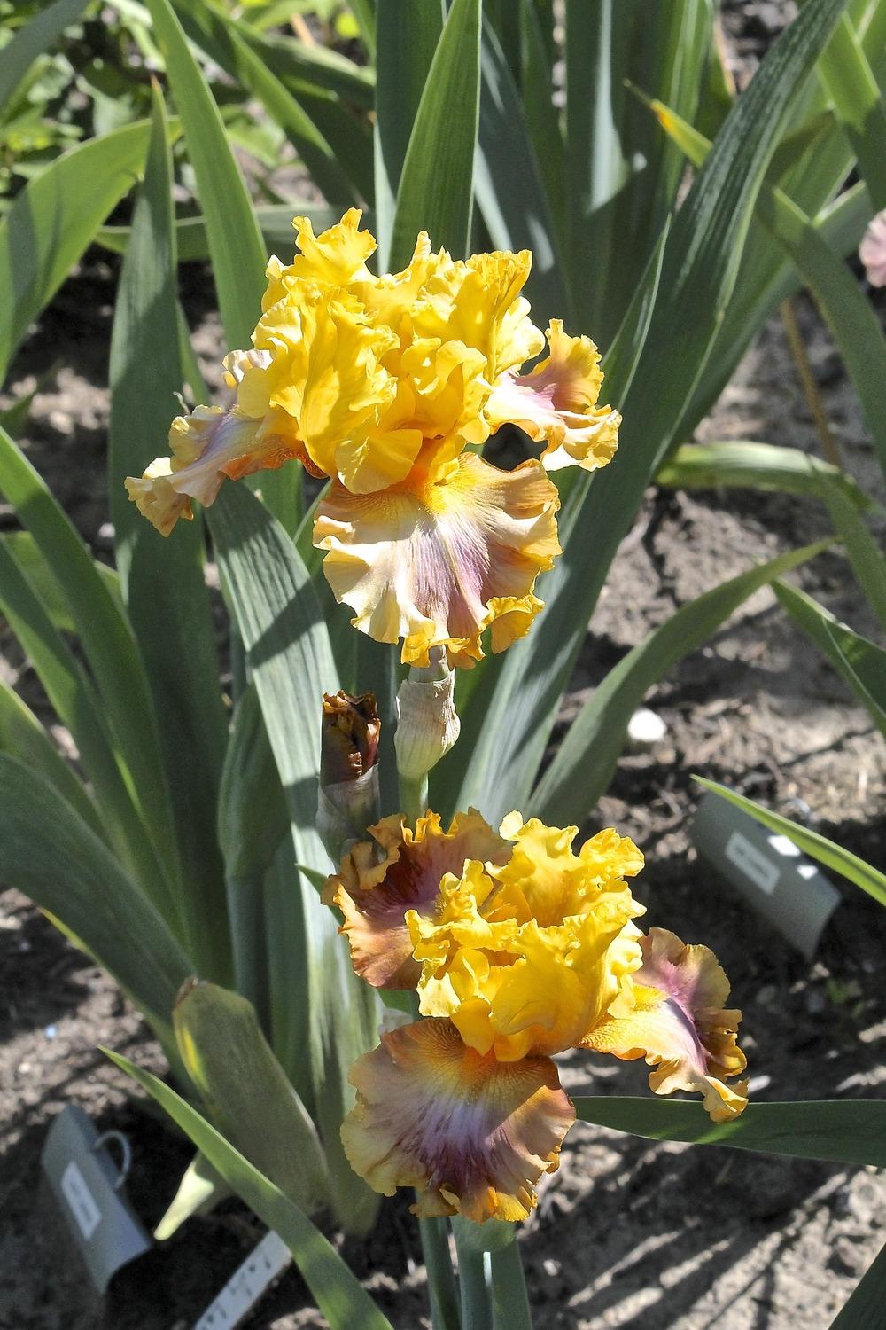 Photo of the bloom of Tall Bearded Iris (Iris 'Nice Job') posted by ...