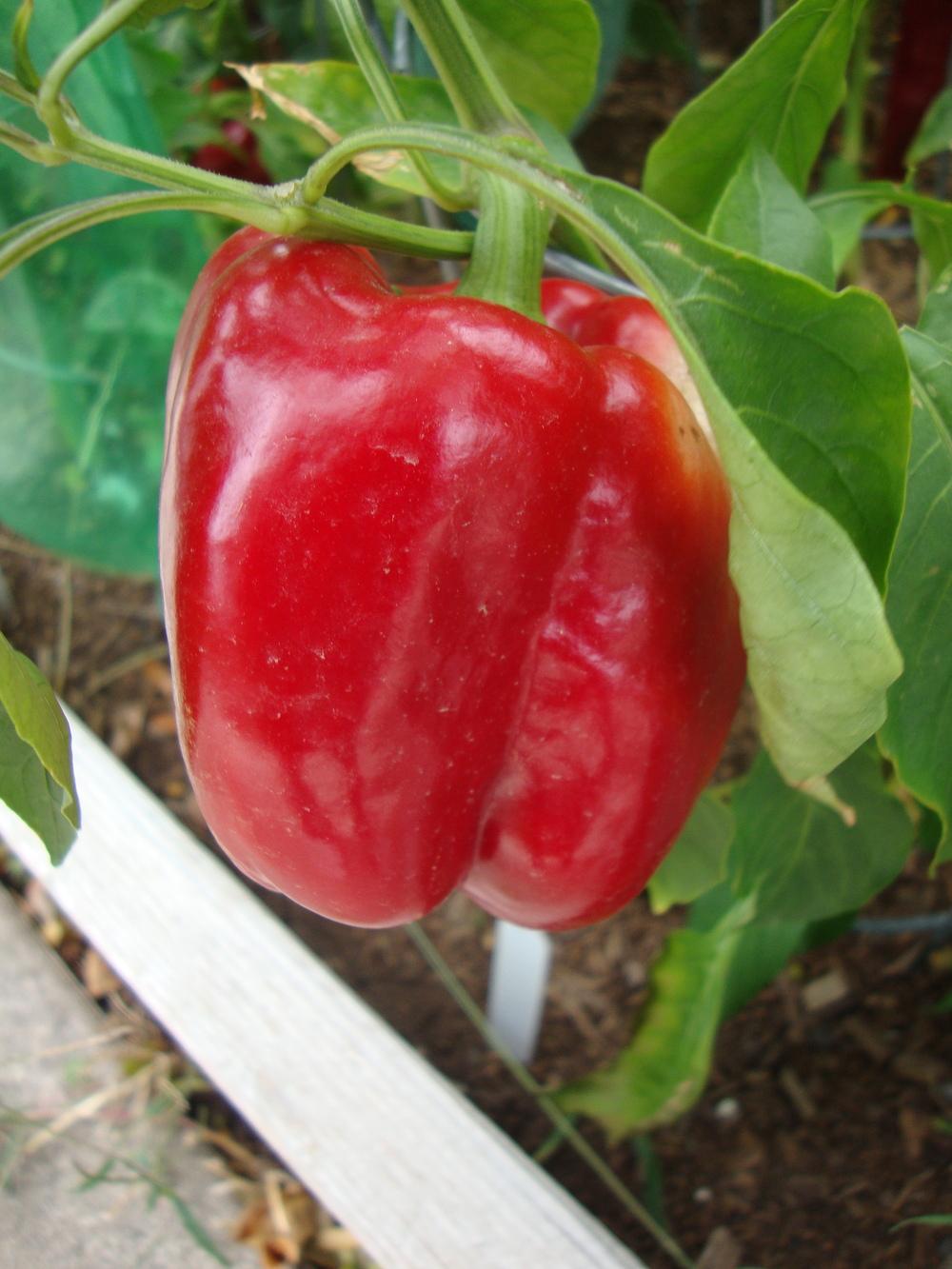 Bell Pepper (Capsicum annuum 'Baron') in the Peppers Database - Garden.org
