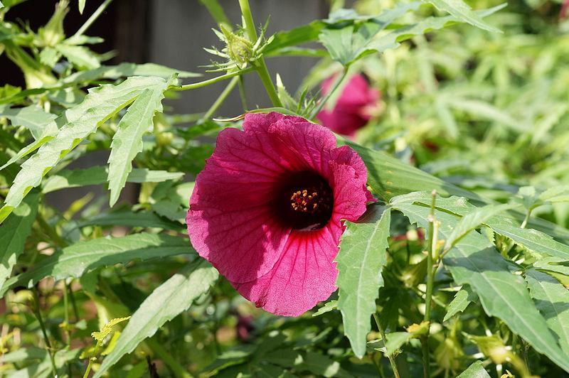 Photo of the bloom of Monarch Rosemallow (Hibiscus radiatus) posted by ...