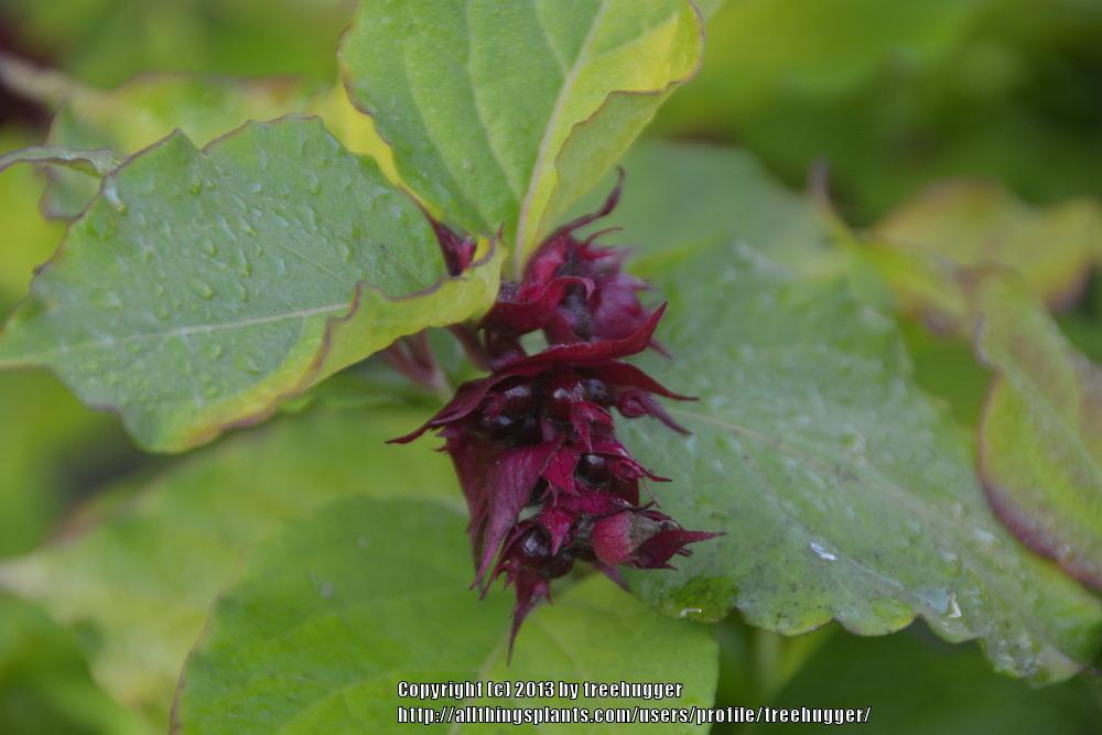 Photo of the fruit of Pheasant Berry (Leycesteria formosa Golden ...