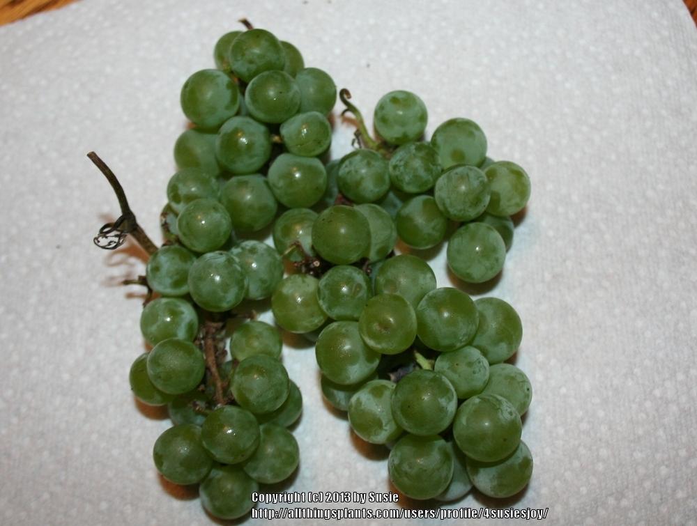 Grape (Vitis 'Kay Gray') in the Grapes Database - Garden.org