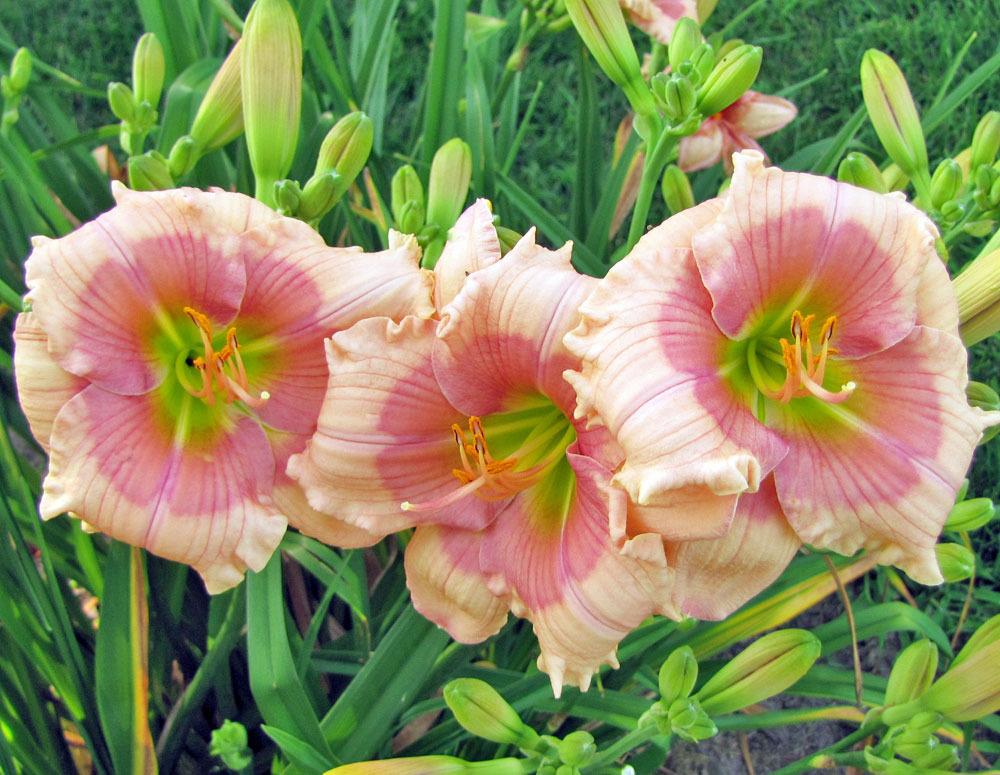 Photo of the bloom of Daylily (Hemerocallis 'Janice Brown') posted by ...