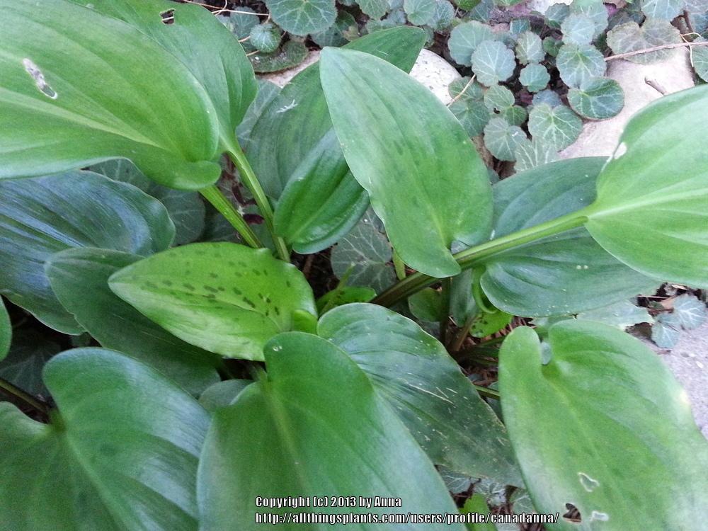 Photo of the entire plant of African Hosta (Drimiopsis maculata) posted ...