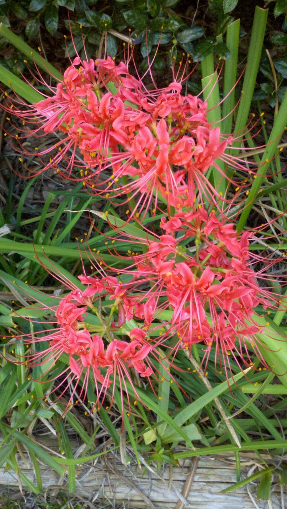 Surprise Lilies (Lycoris): Plant Care and Collection of Varieties ...