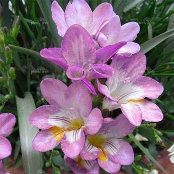 Freesia 'Pink Sun' in the Freesias Database - Garden.org