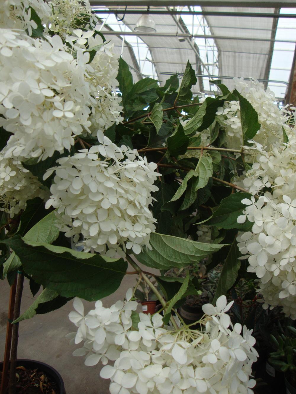 Photo of the entire plant of Panicle Hydrangea (Hydrangea paniculata ...