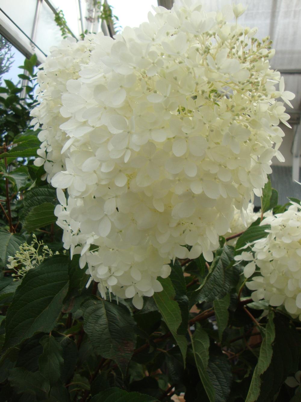 Phantom Hydrangea Tree