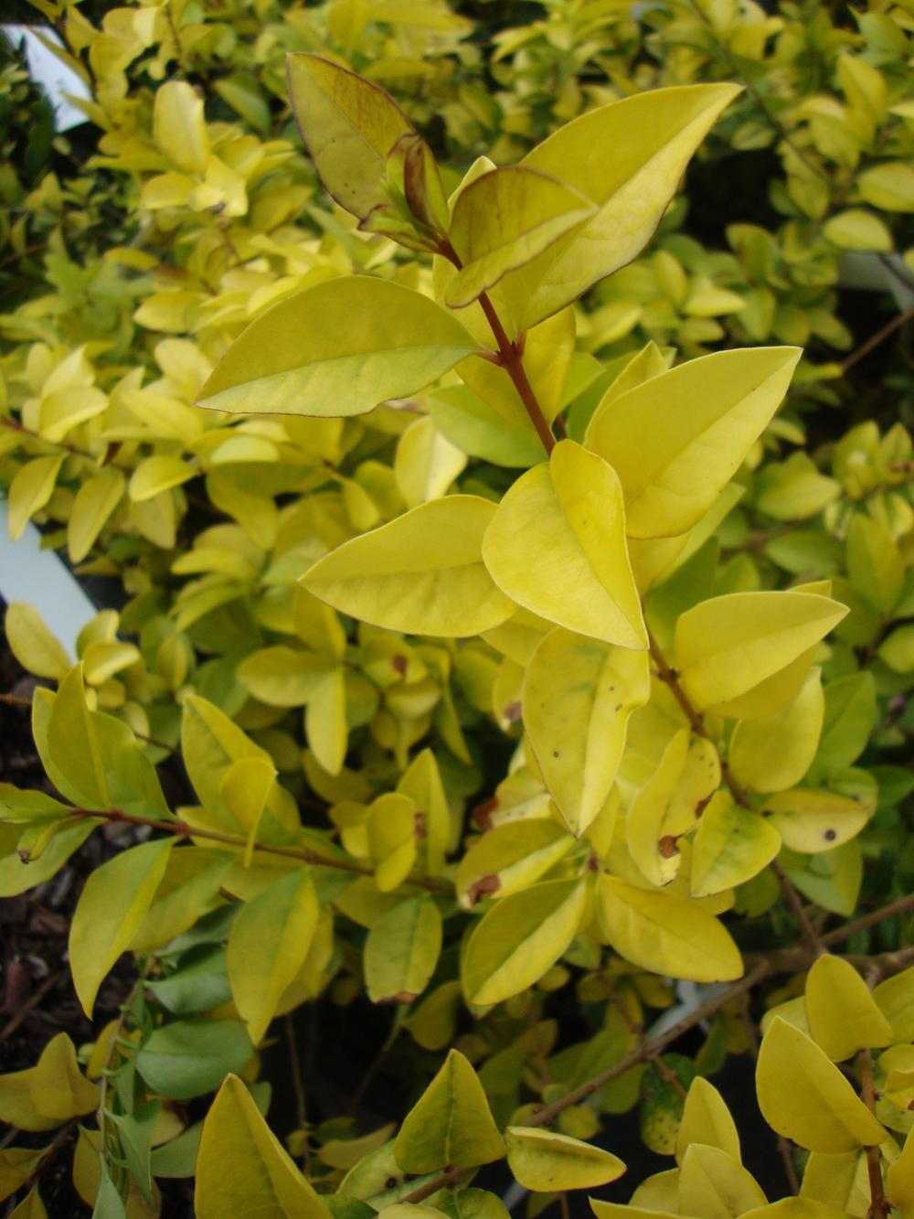 Photo of the leaves of Golden Privet (Ligustrum x vicaryi) posted by ...