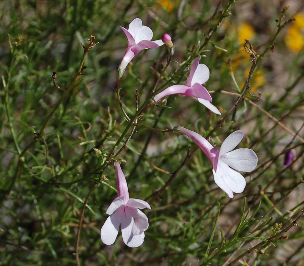 Bush Penstemon (Penstemon ambiguus) in the Penstemons Database - Garden.org