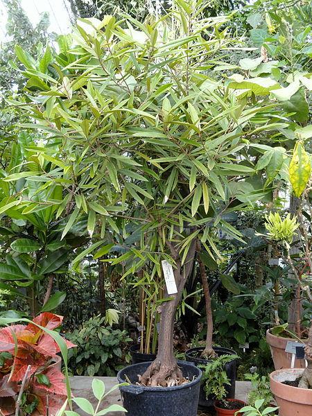 Jamaican Capertree (Quadrella cynophallophora) - Garden.org