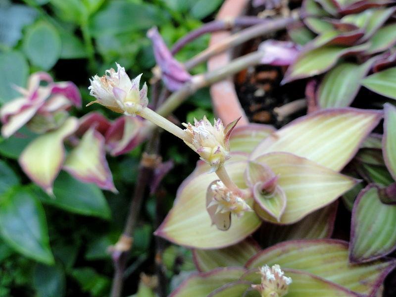 Photo of the bloom of Striped Inch Plant (Callisia gentlei var. elegans ...