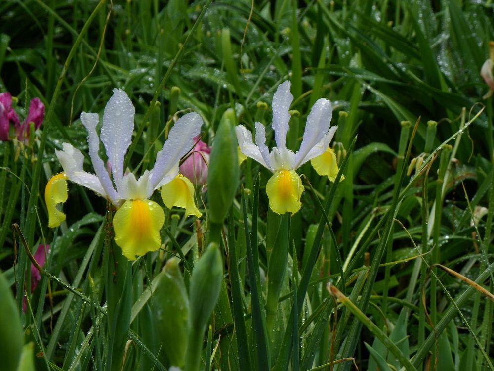 Photo of the bloom of Dutch Iris (Iris x hollandica 'Apollo') posted by ...