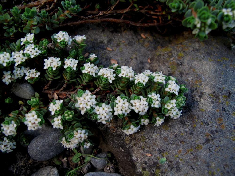 Pinatoro (Pimelea prostrata) - Garden.org