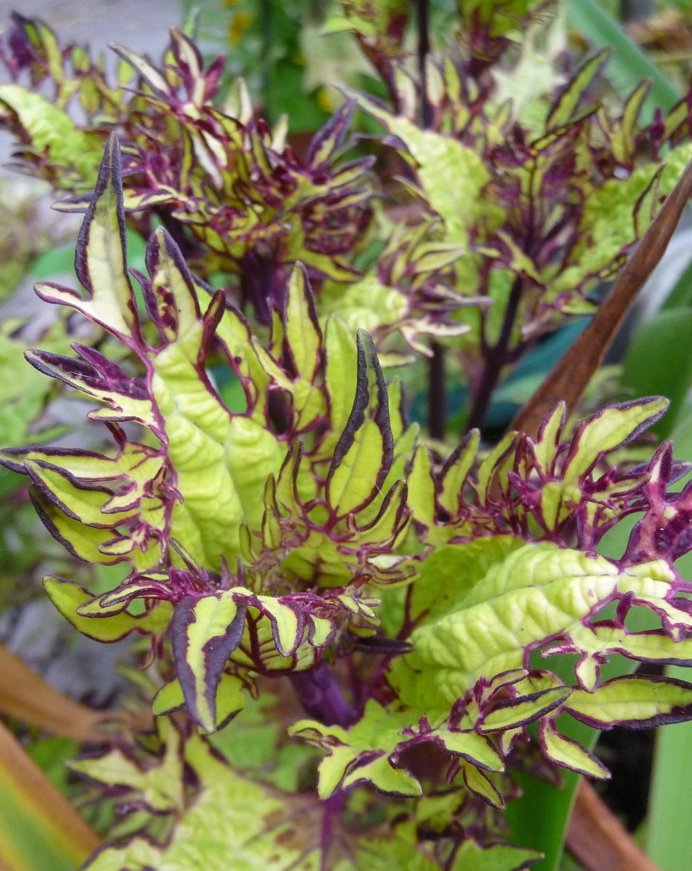 Coleus (Coleus scutellarioides Under the Sea™ Gold Anemone) in the ...