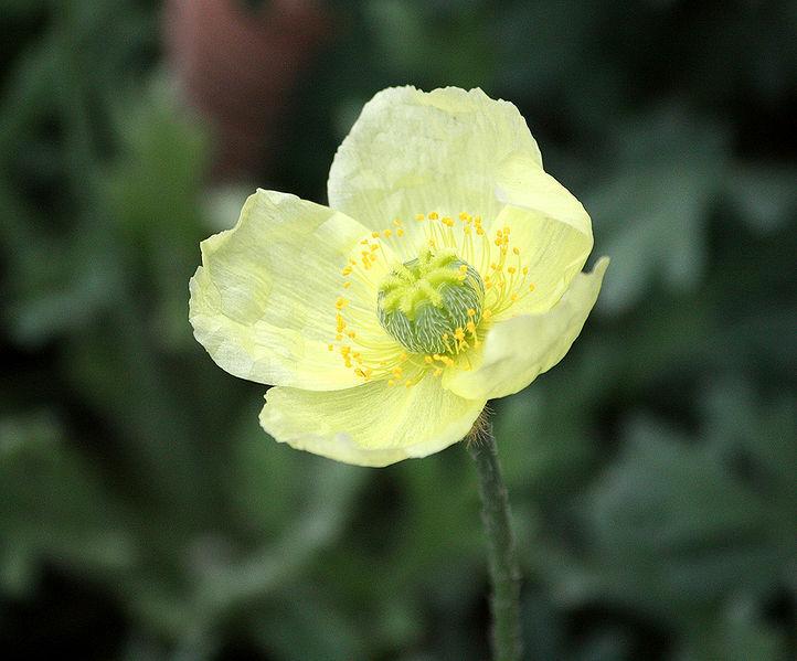 Rooted Poppy (Papaver radicatum subsp. radicatum) in the Poppies ...
