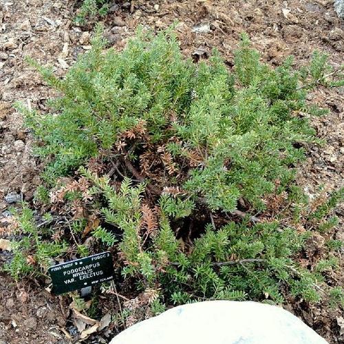 Alpine Totara (Podocarpus nivalis) - Garden.org
