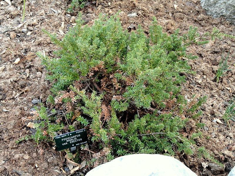 Alpine Totara (Podocarpus nivalis) - Garden.org