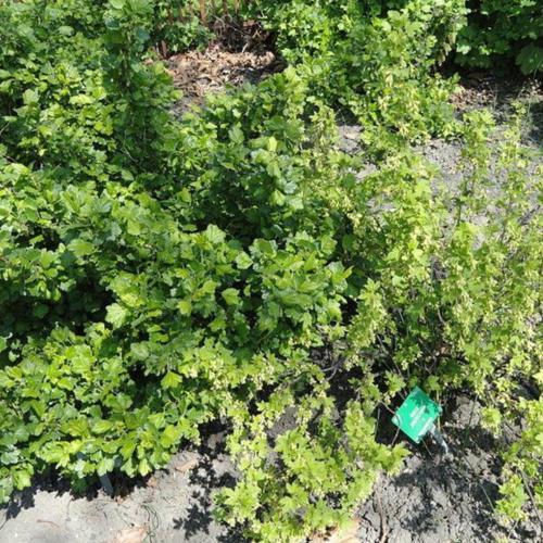 American Black Currant (Ribes americanum) in the Currants and ...