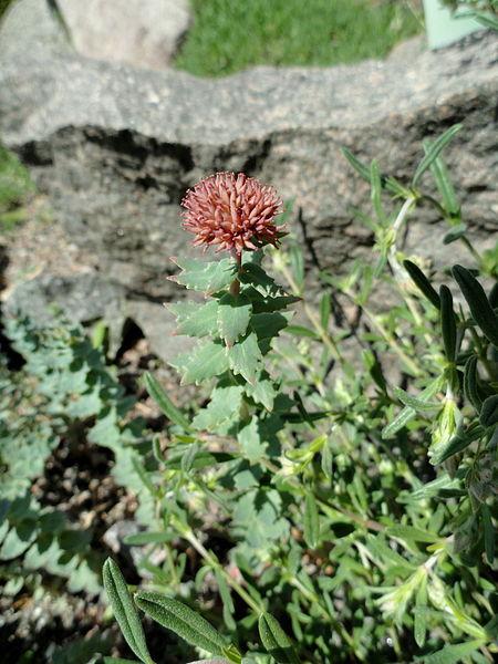 Photo of the bloom of Rhodiola heterodonta posted by robertduval14 ...