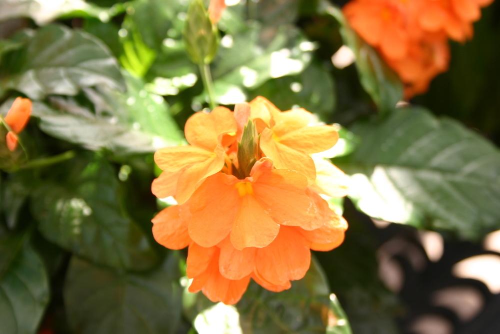 Firecracker Plant (Crossandra 'Sundance') - Garden.org